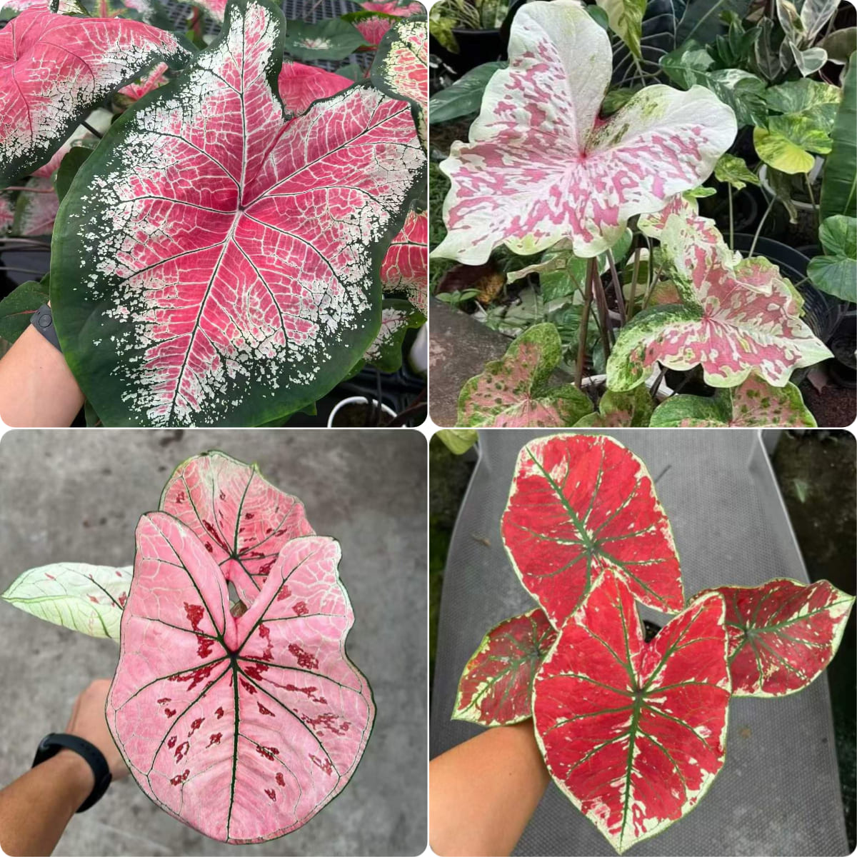 News details - Min Hui Plants
